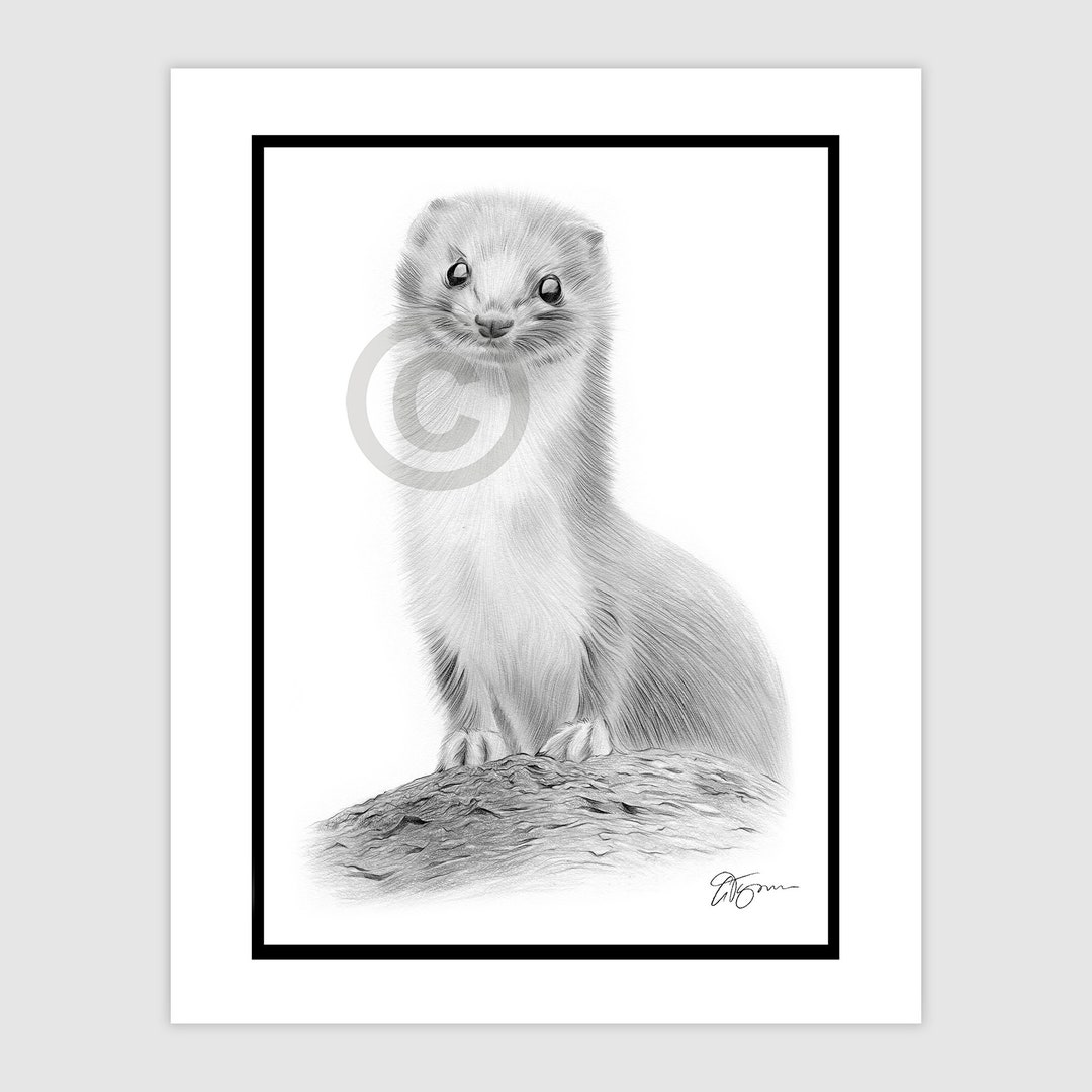WEASEL Original B&W Pencil Drawing Portrait Size 11.75 X 8.25 Mount ...
