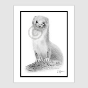 WEASEL - Original B&W Pencil Drawing - Portrait Size 11.75" X 8.25 ...