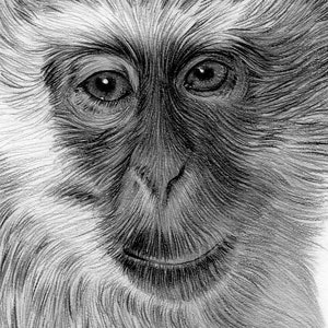 VERVET MONKEY - Original B&W Pencil Drawing - Portrait Size 11.75" X 8. ...