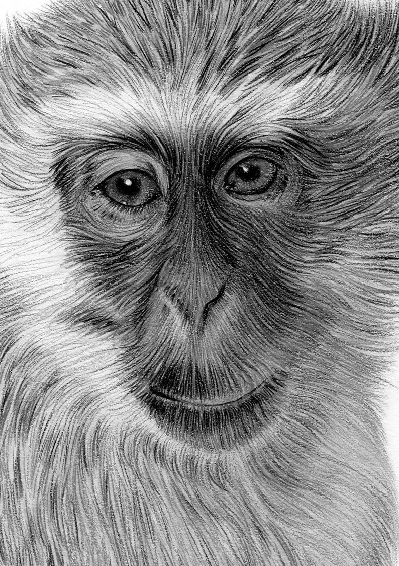 VERVET MONKEY Original B&W Pencil Drawing Portrait Size | Etsy