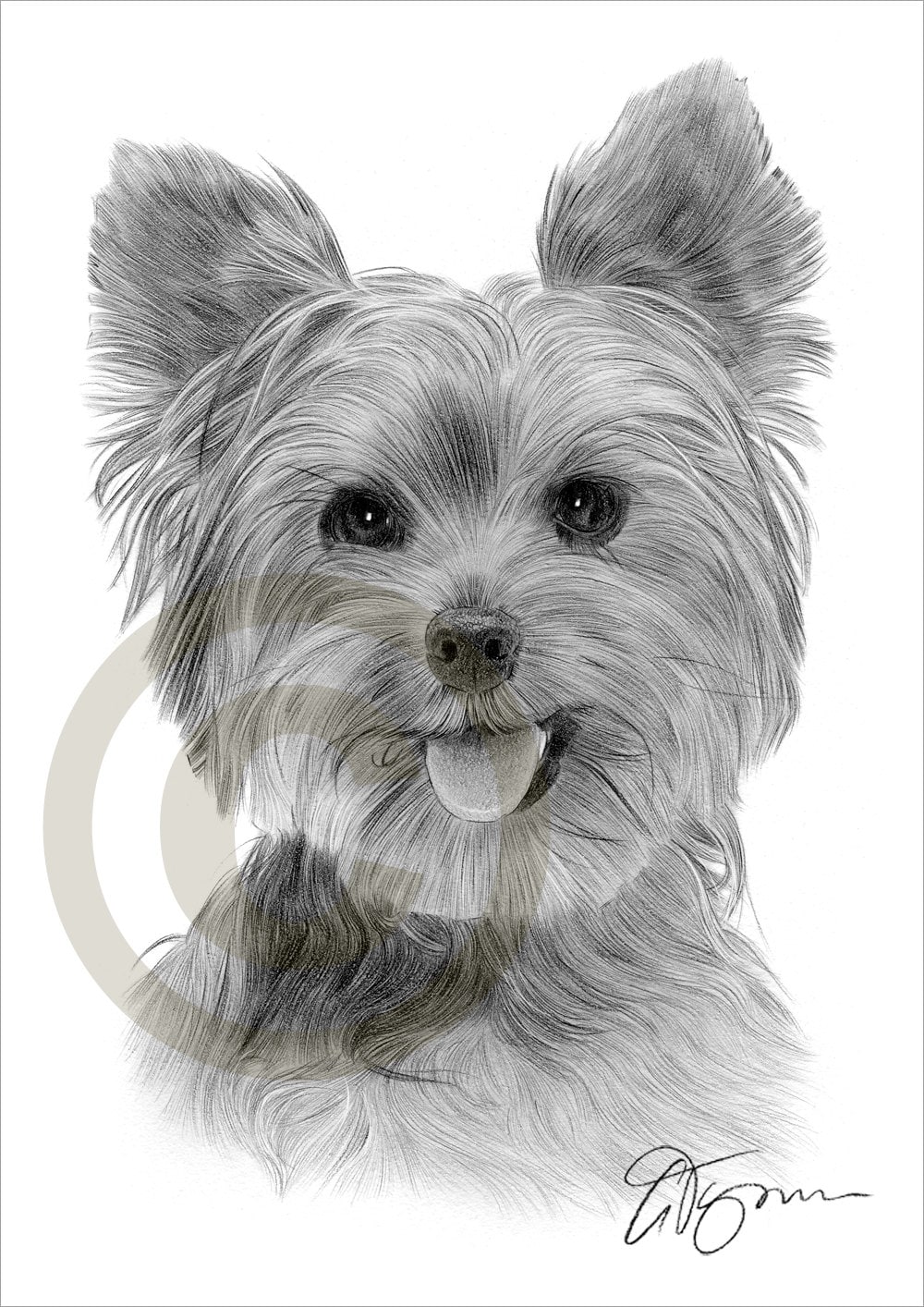 Yorkshire Terrier Pencil Drawing Print Artwork Signed by Artist Gary ...