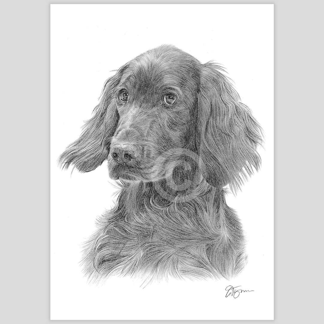 Irish Setter Dog Pencil Drawing Print - A4 Size - Artwork Signed by ...