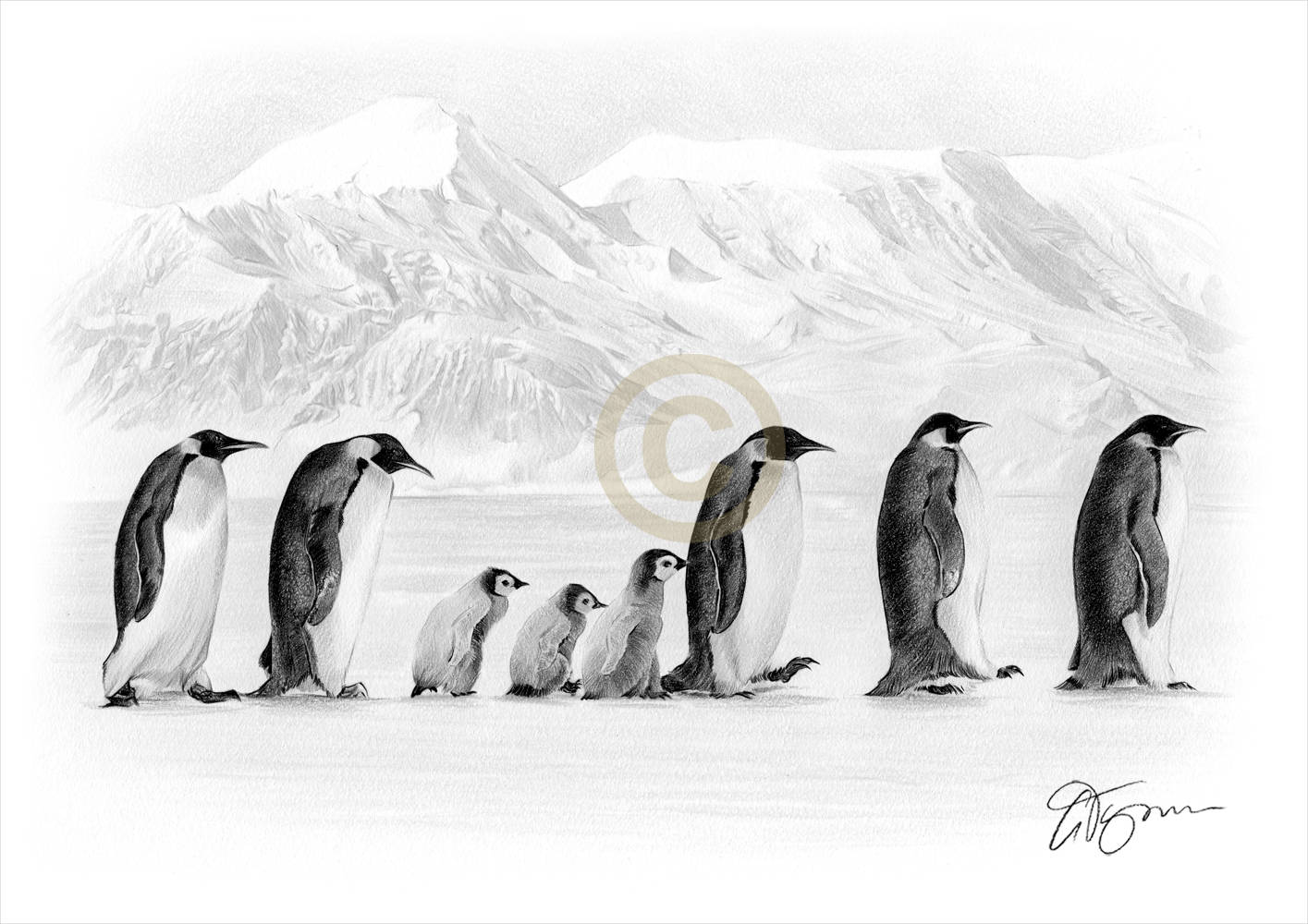 Penguin Drawings In Pencil