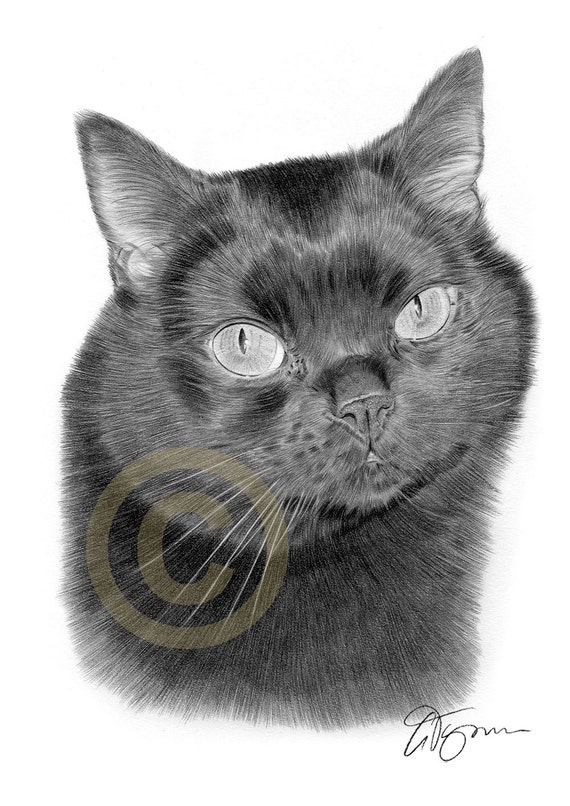 Black Cat Pencil Drawing Print Artwork Signed By Artist Gary Etsy