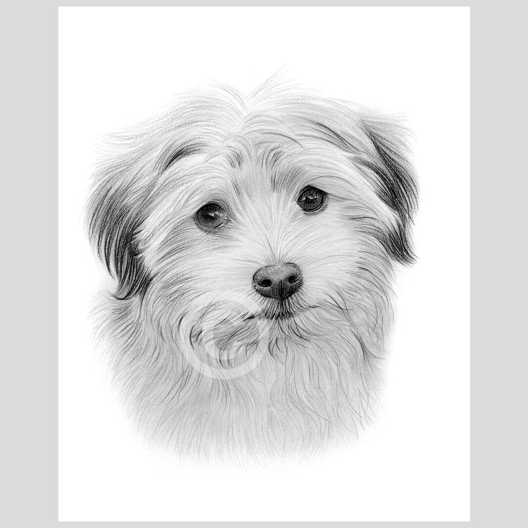 Digital Download - Pencil Drawing of a Havanese - Artwork by UK Artist ...