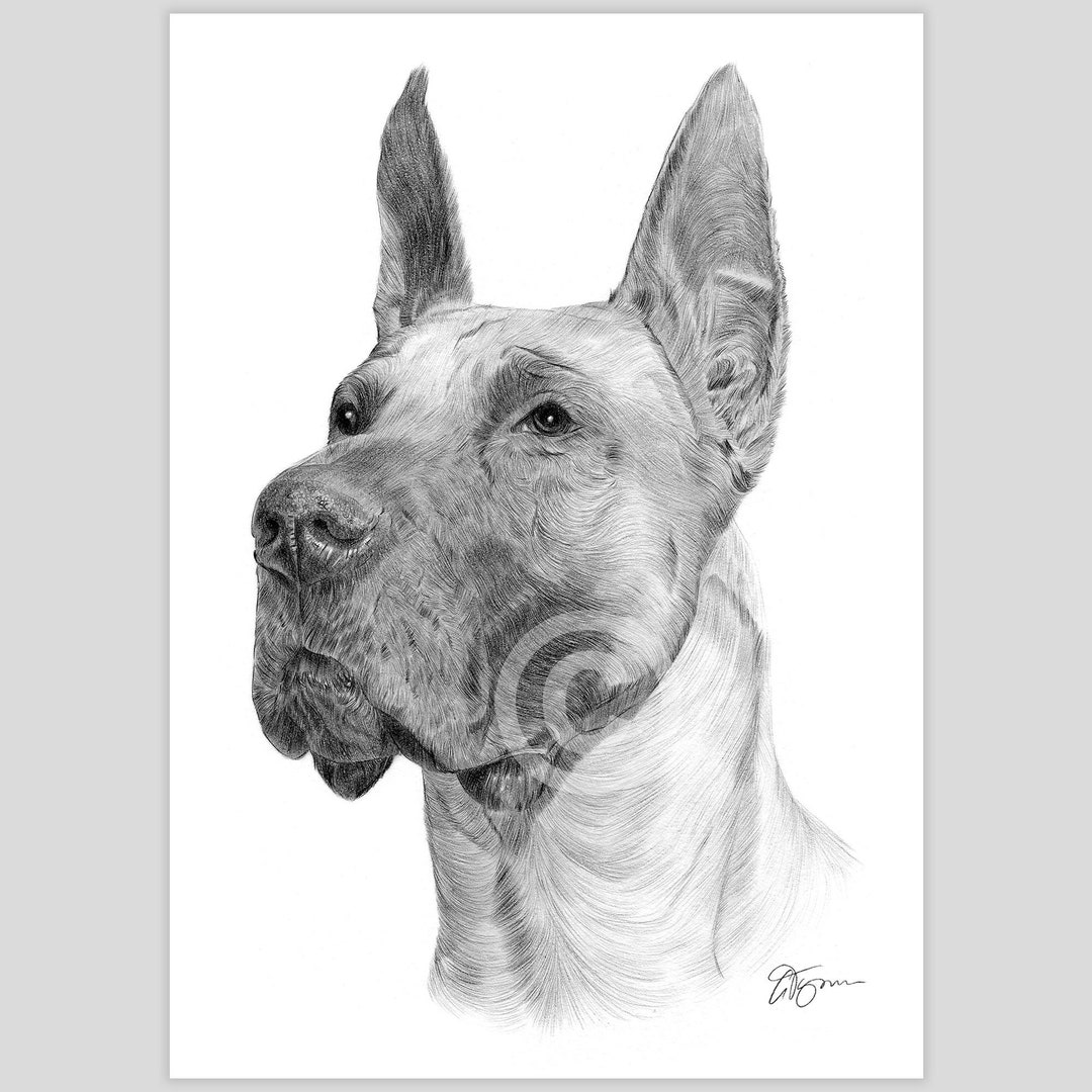 Great Dane Dog Artwork Signed by Artist Gary Tymon | Pencil Drawing ...