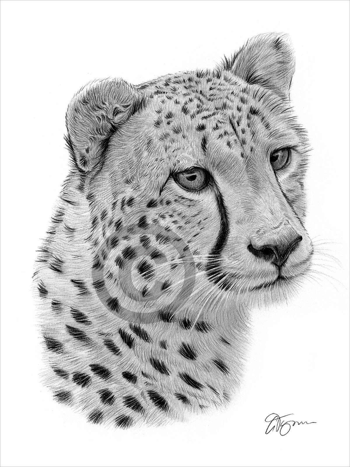 Cheetah Line Drawing Face