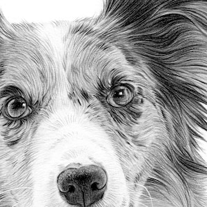 Blue Merle Border Collie | Pencil Drawing Print | Artwork Signed by ...