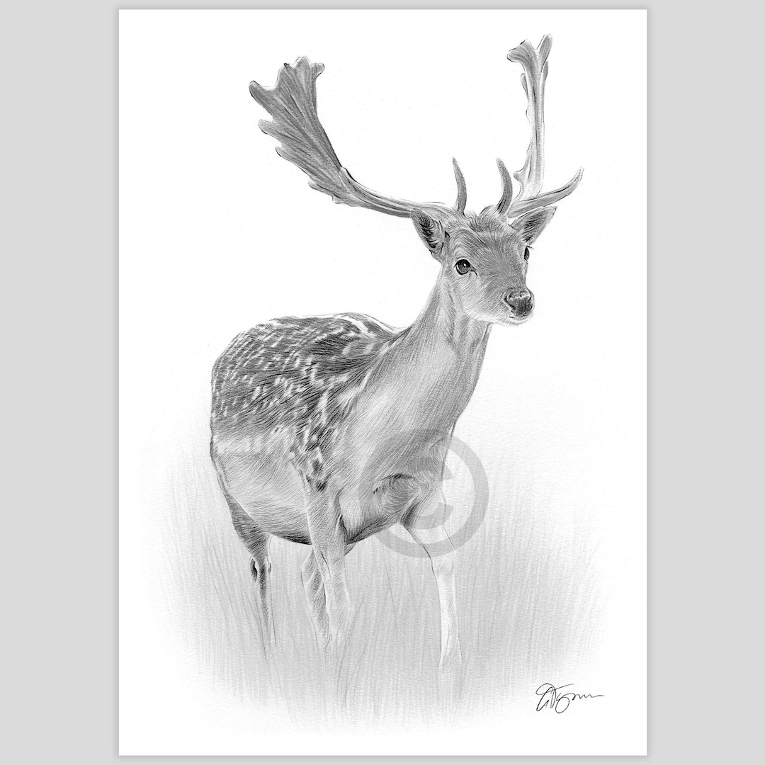 Fallow Deer Print | Limited Edition Pencil Drawing, Signed Wildlife Art ...