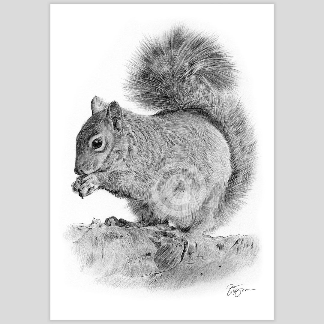 Grey Squirrel | Pencil Drawing Print | Artwork Signed by Artist Gary ...