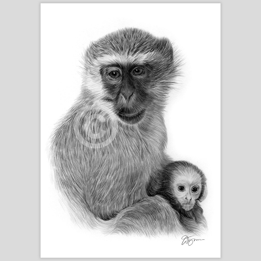 Pencil Drawing Print of a Vervet Monkey | Artwork Signed by Artist Gary ...