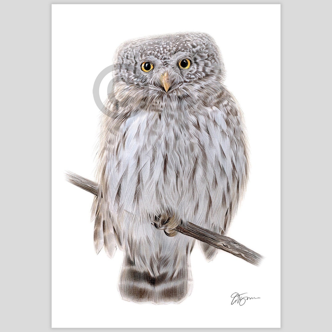 Pygmy Owl Portrait Color Pencil Drawing Print Bird Art Artwork Signed ...