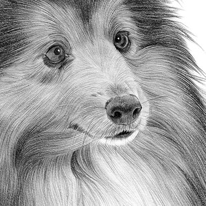 Sheltie Pencil Drawing Print - Artwork Signed by Artist Gary Tymon - A4 ...