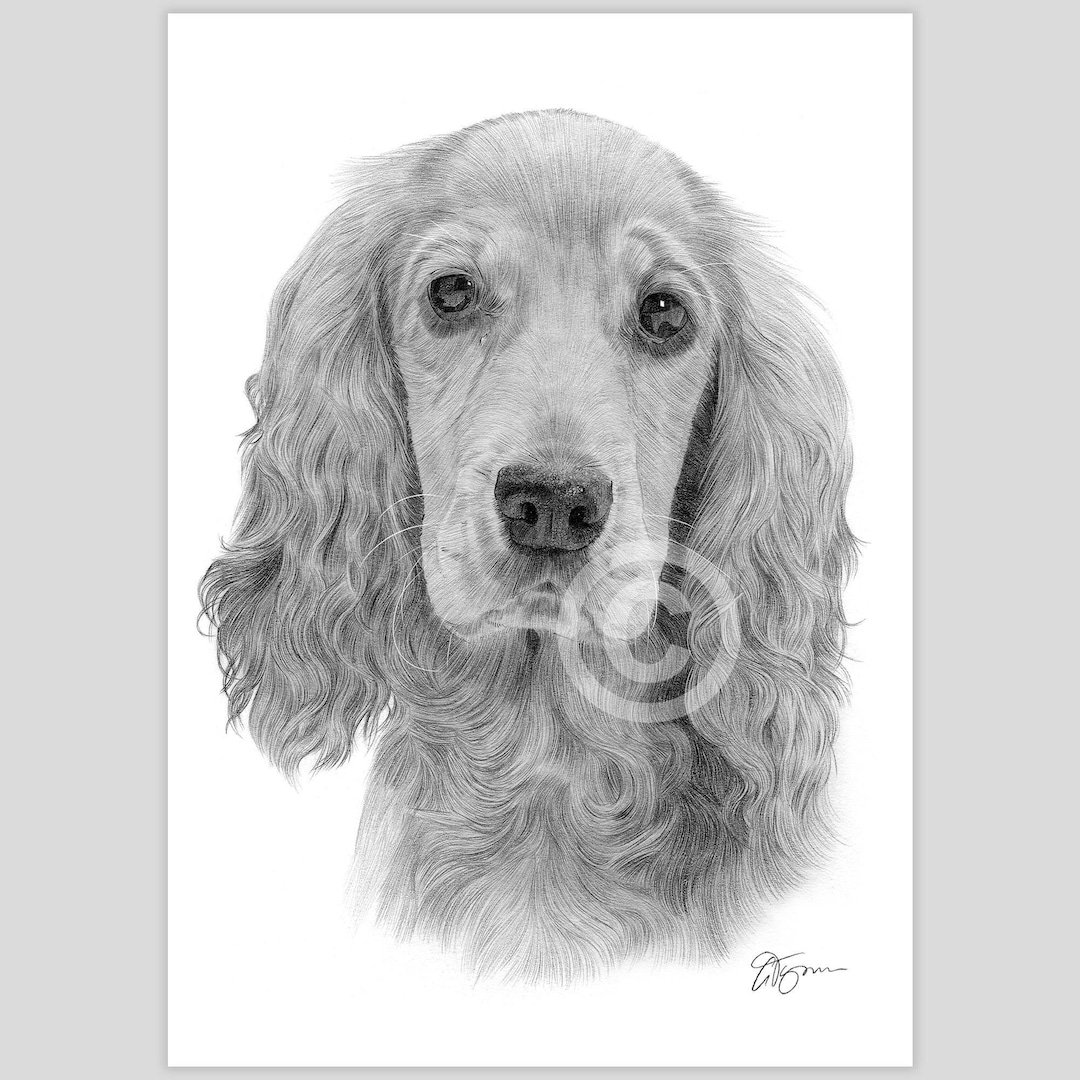 Cocker Spaniel Pencil Drawing Print - A4 Size - Artwork Signed by ...