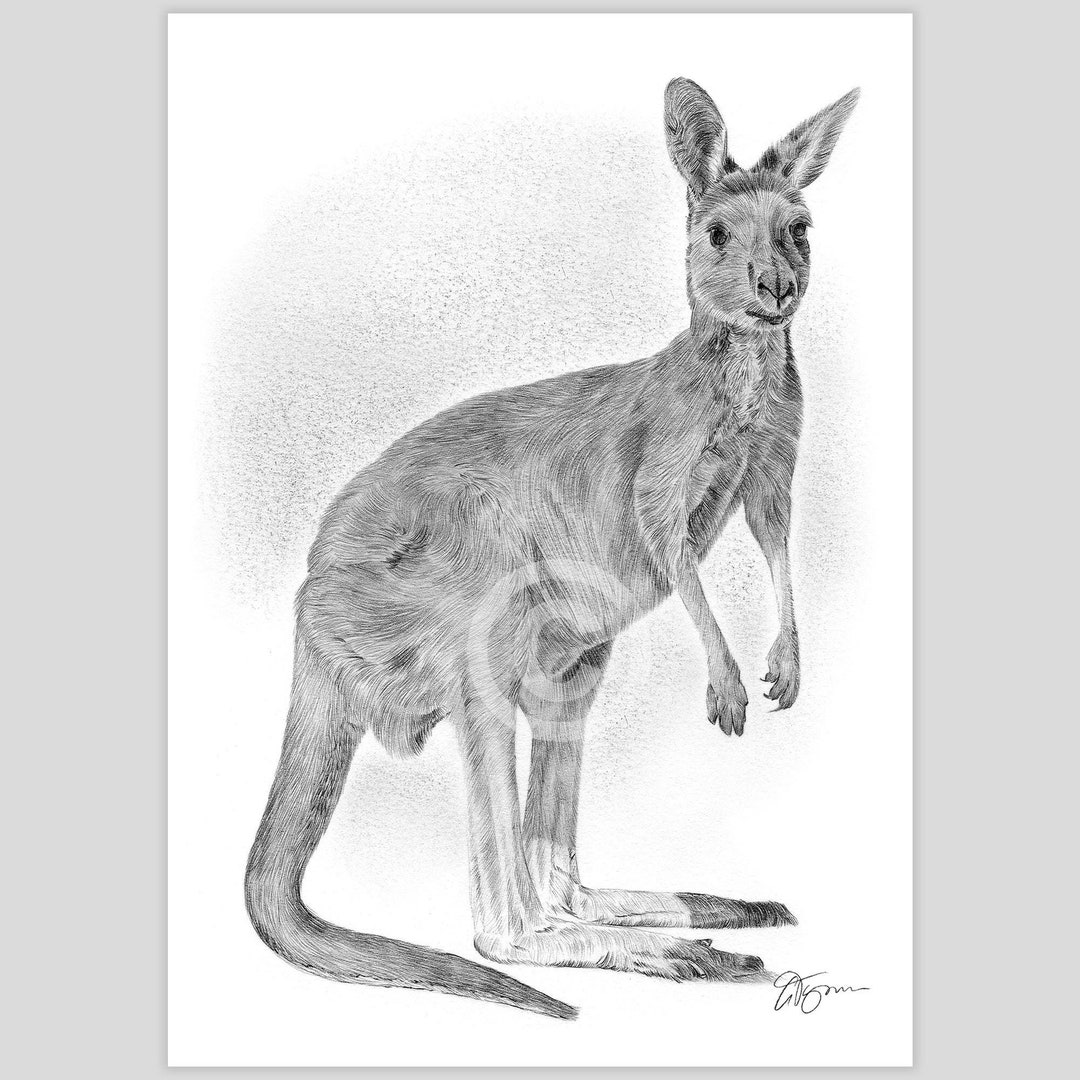 Kangaroo Pencil Drawing Print | Artwork Signed by Artist G Tymon | 2 ...