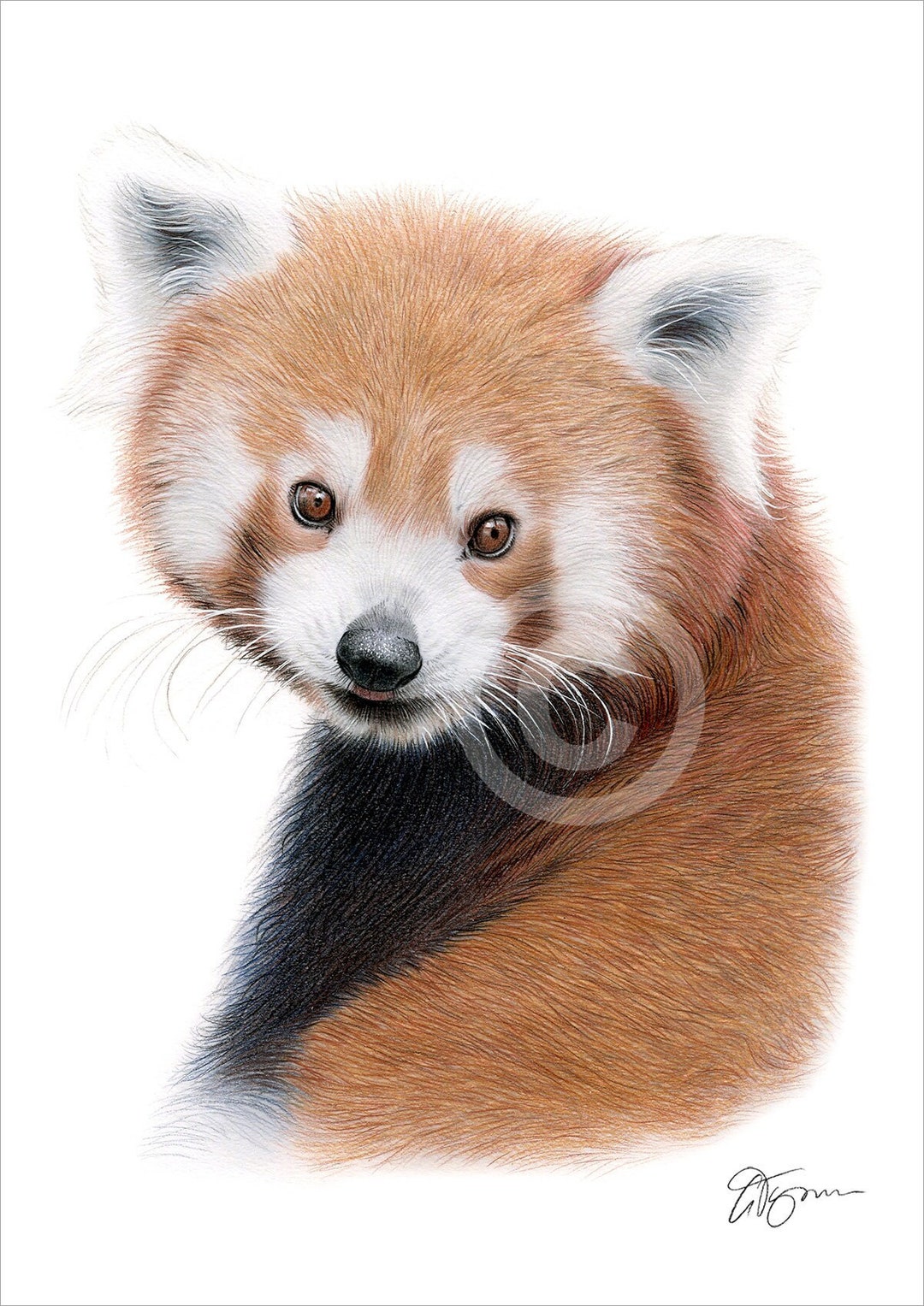 RED PANDA Color Pencil Drawing Print Wildlife Art - Etsy