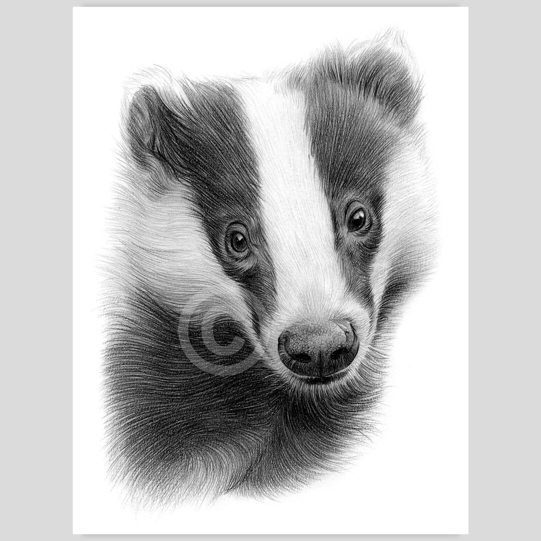 Digital Download - Pencil Drawing of a Badger - Artwork by UK Artist ...
