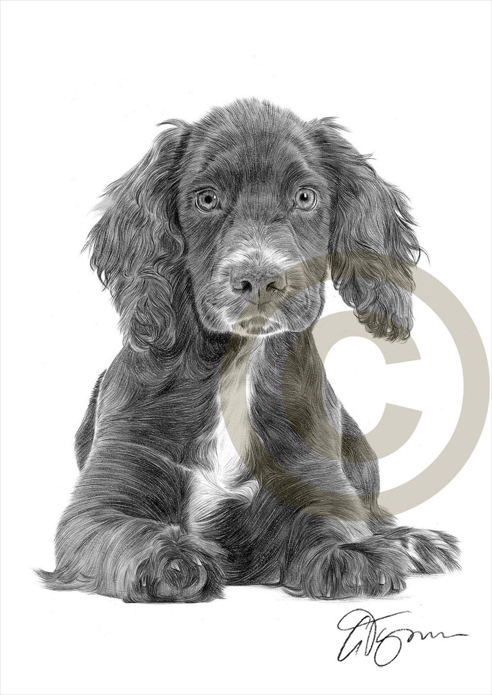 Dog Cocker Spaniel Puppy Pencil Drawing Print A4 Size - Etsy