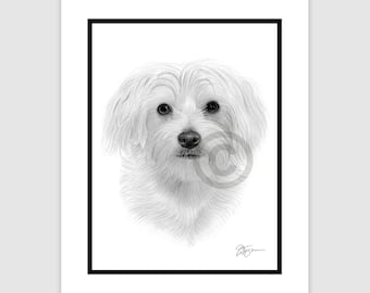 POMERANIAN Original B&W Pencil Drawing Portrait Size | Etsy