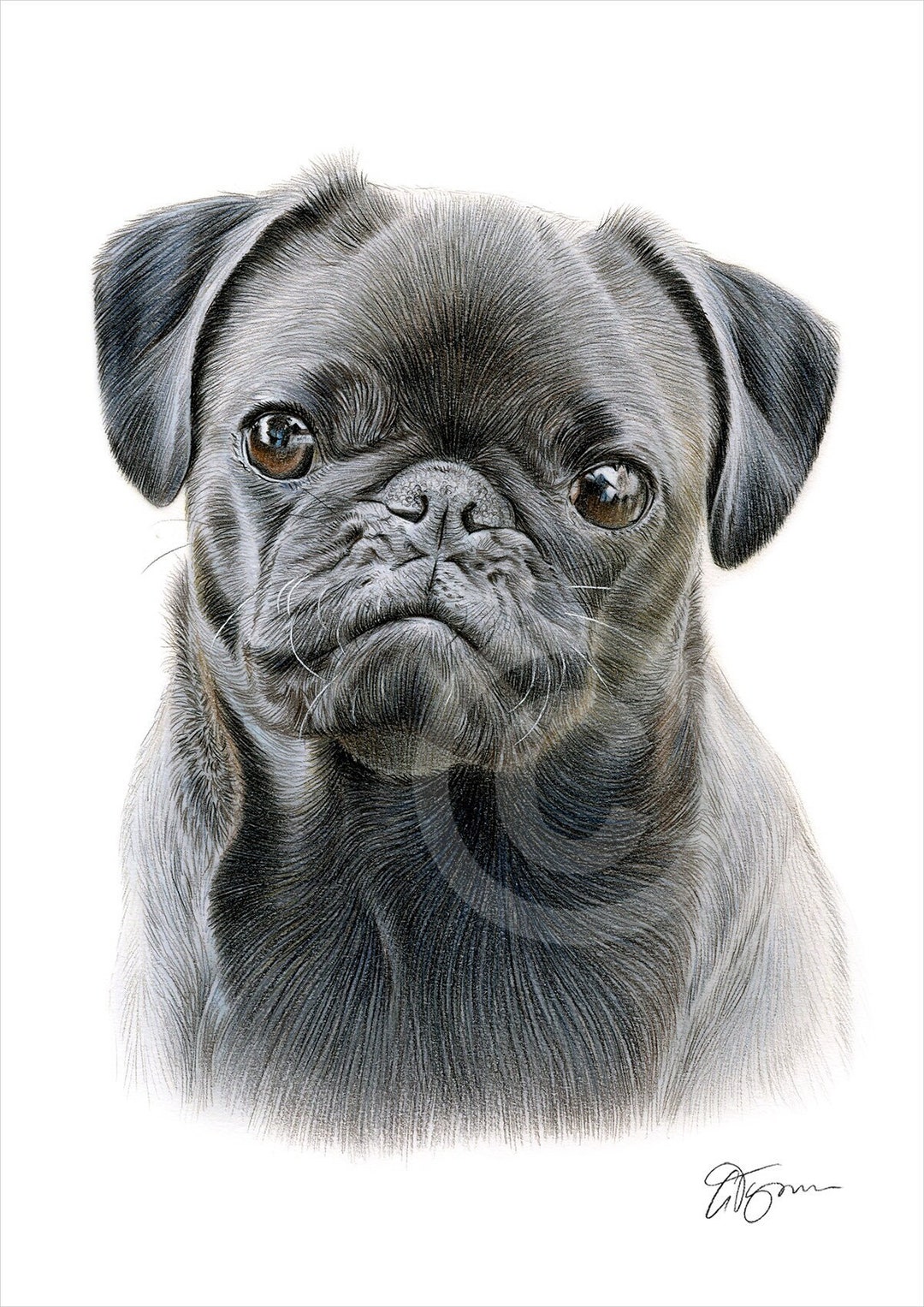 BLACK PUG Color Pencil Drawing Print Dog Art Artwork Signed by Artist ... BLACK PUG Color Pencil Drawing Print Dog Art Artwork Signed by Artist ...