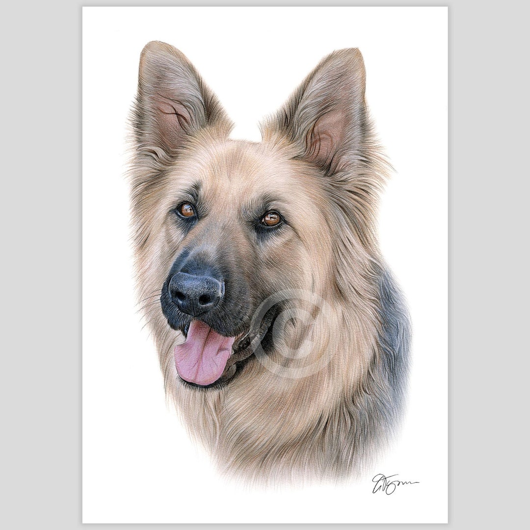 German Shepherd Dog | Color Pencil Drawing Print | Artwork Signed by ...