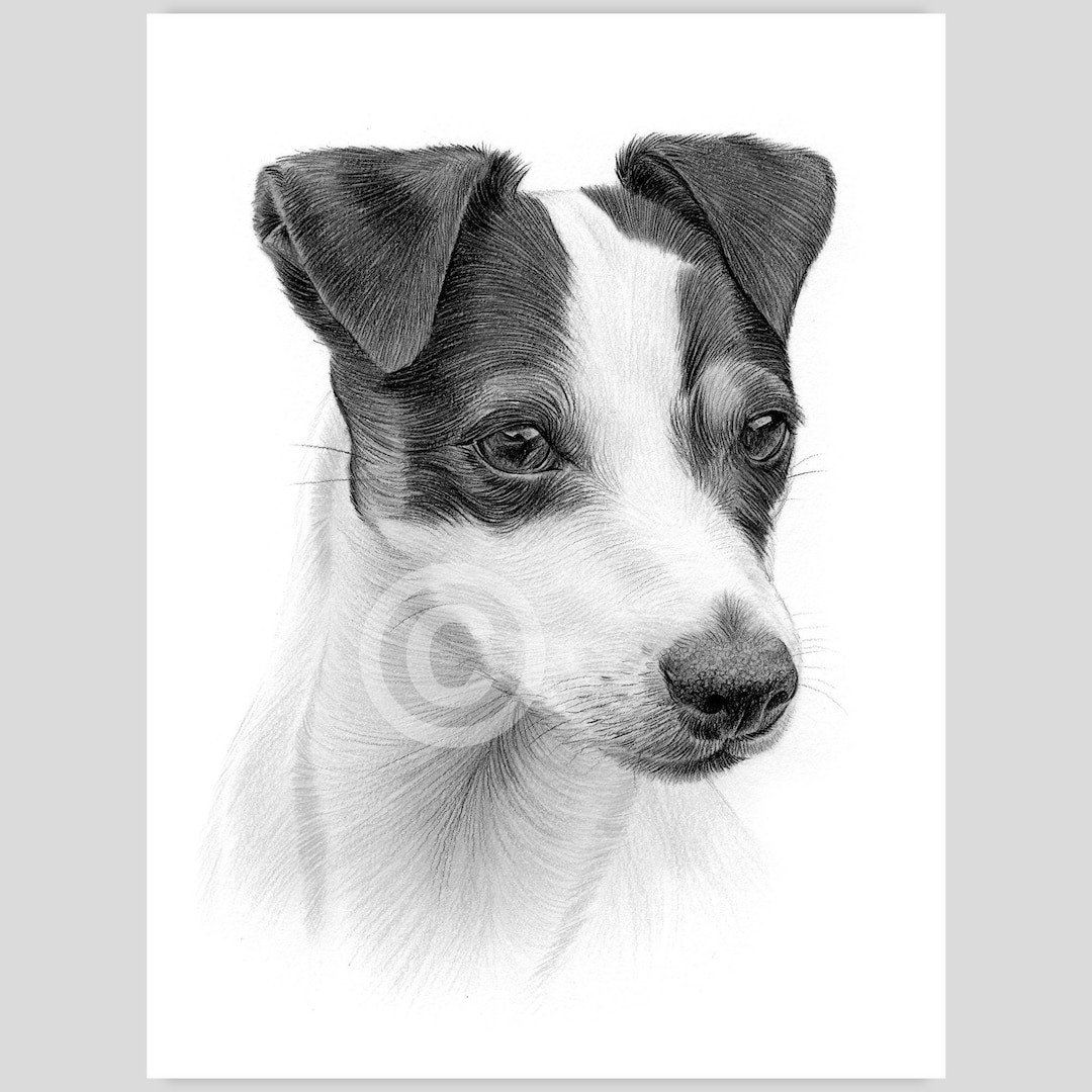 Jack Russell Terrier Pencil Drawing – Pet Portrait Art (digital ...