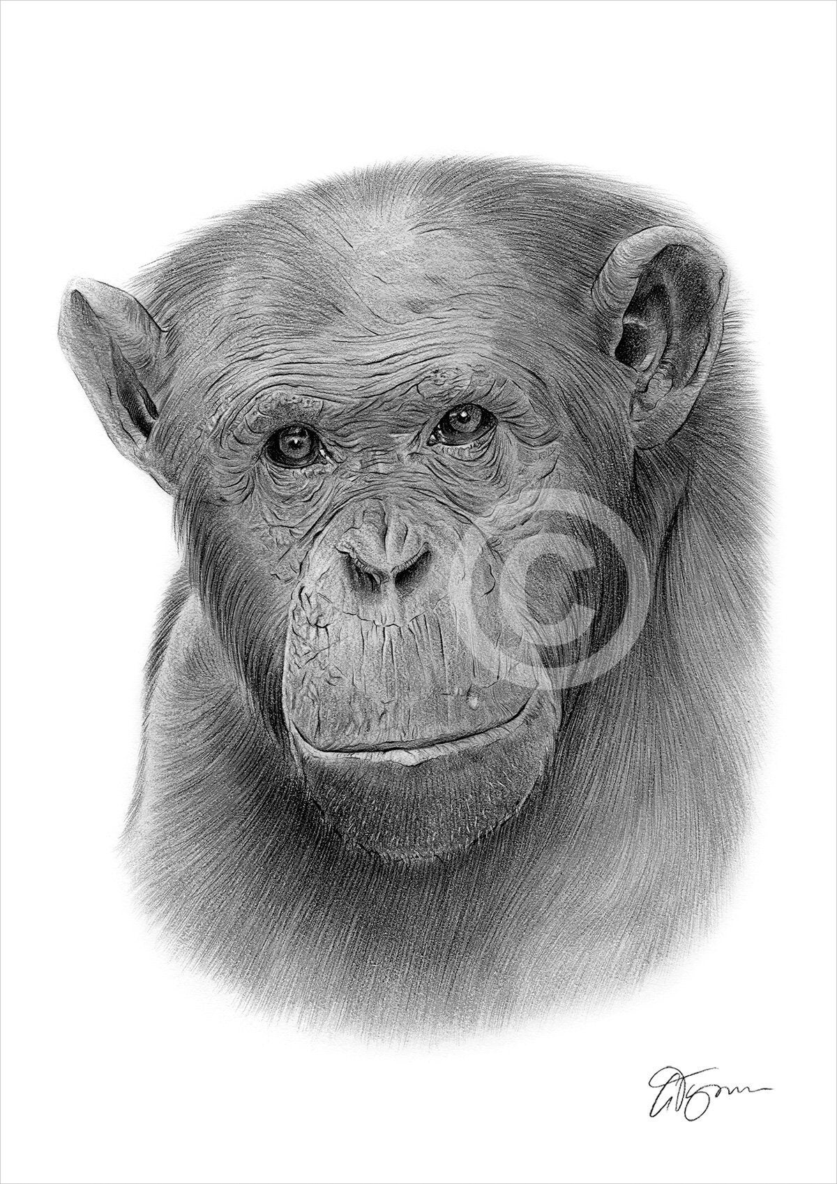 Chimpanzee Drawing
