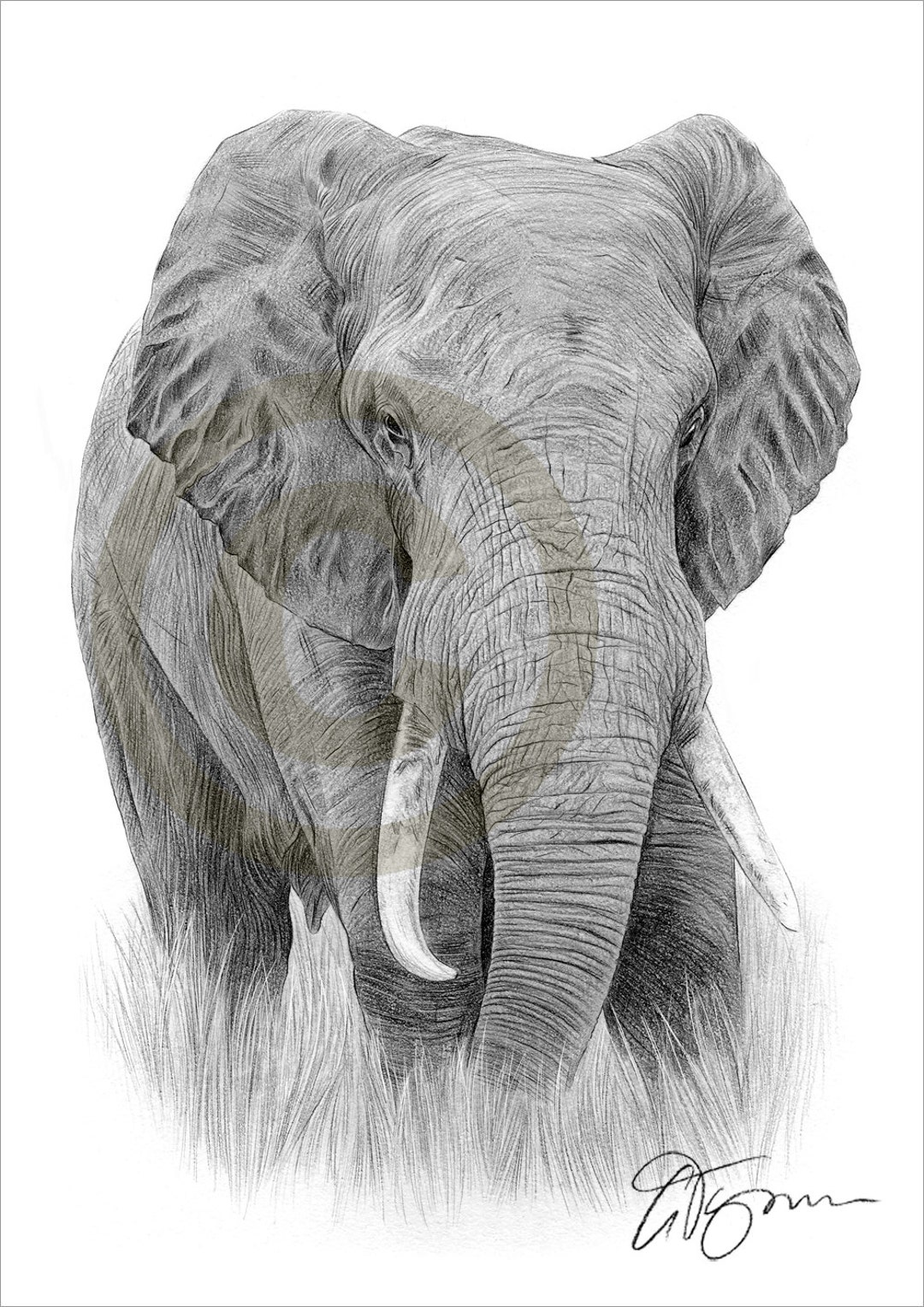How To Draw A Realistic Elephant Step By Step