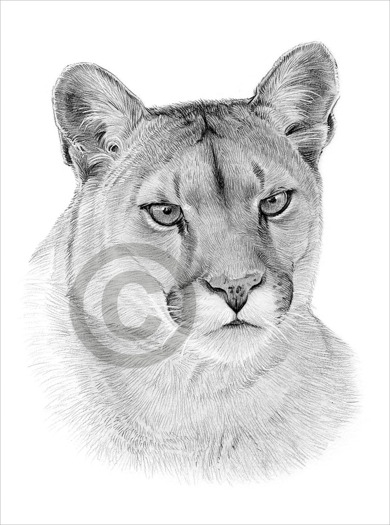 Digital Download Pencil Drawing of a Cougar Artwork by UK - Etsy Digital Download Pencil Drawing of a Cougar Artwork by UK - Etsy