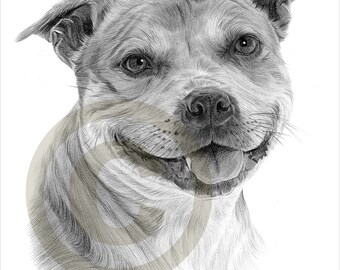 Staffy Staffordshire Bull Terrier Pencil Drawing Print | Etsy