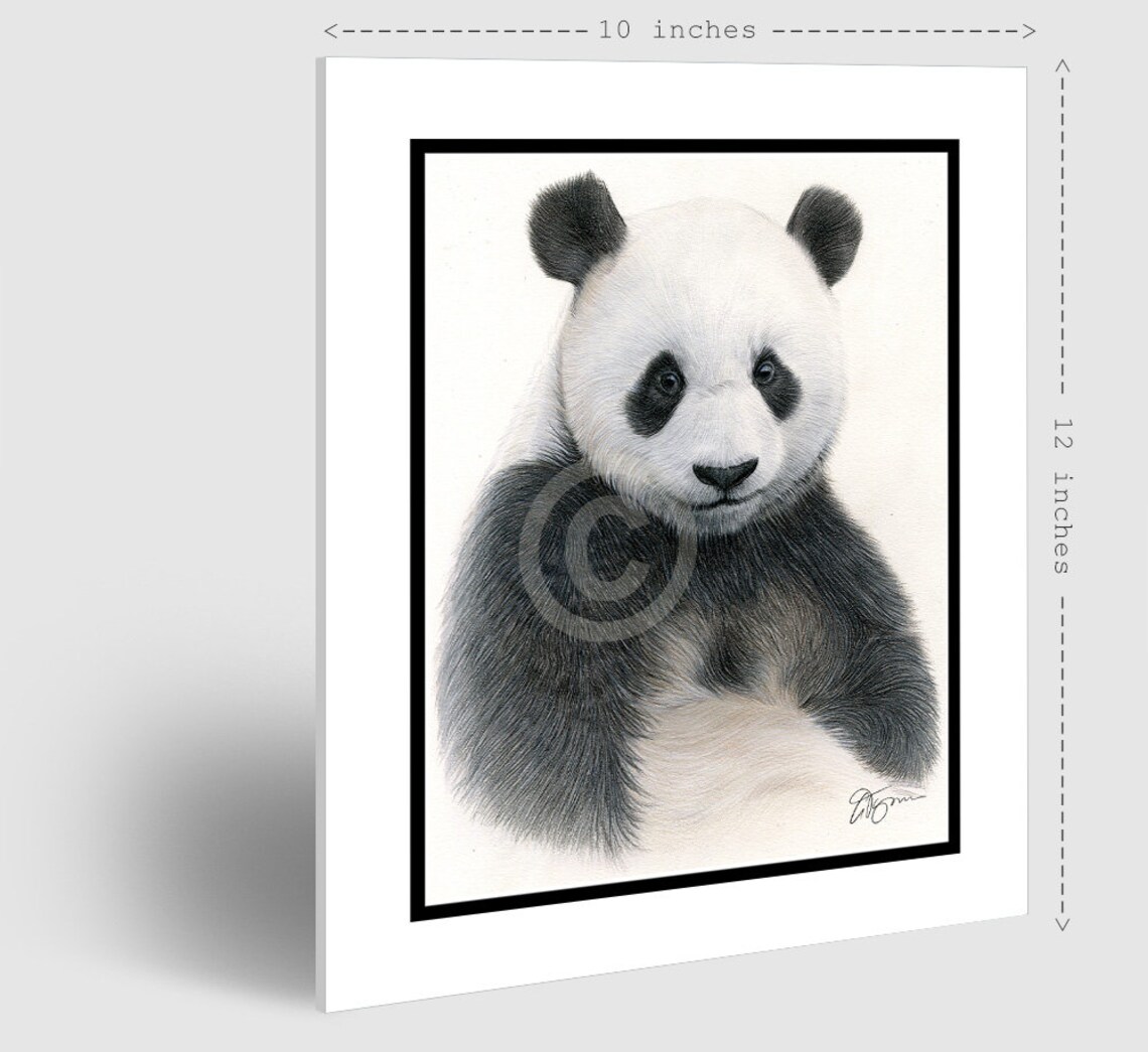 GIANT PANDA Original Color Pencil Drawing Portrait Size - Etsy
