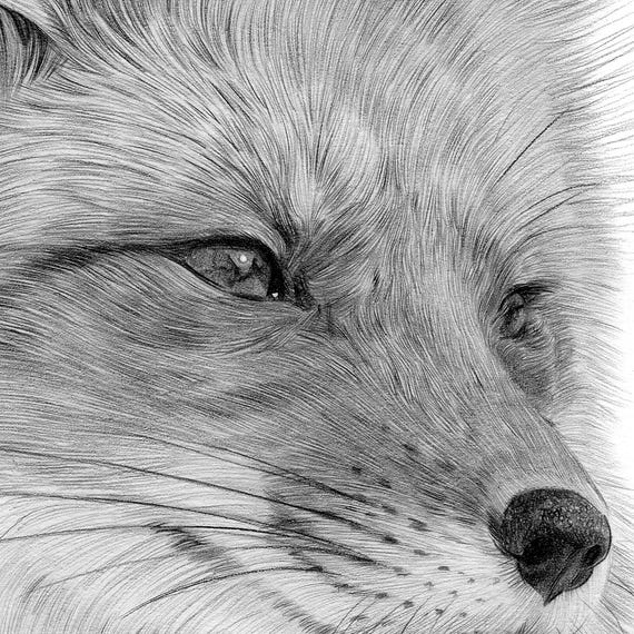 Red Fox Pencil Drawing Red Fox Sketch | SeanBriggs