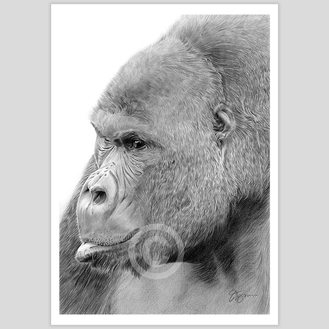 Mountain Gorilla Artwork Signed by Artist G Tymon | Pencil Drawing ...