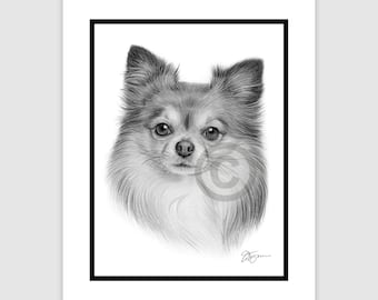 POMERANIAN Original B&W Pencil Drawing Portrait Size | Etsy