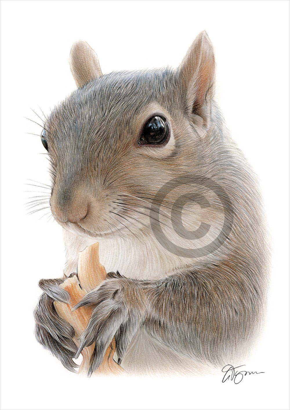 SQUIRREL Color Pencil Drawing Print Animal Art Artwork - Etsy