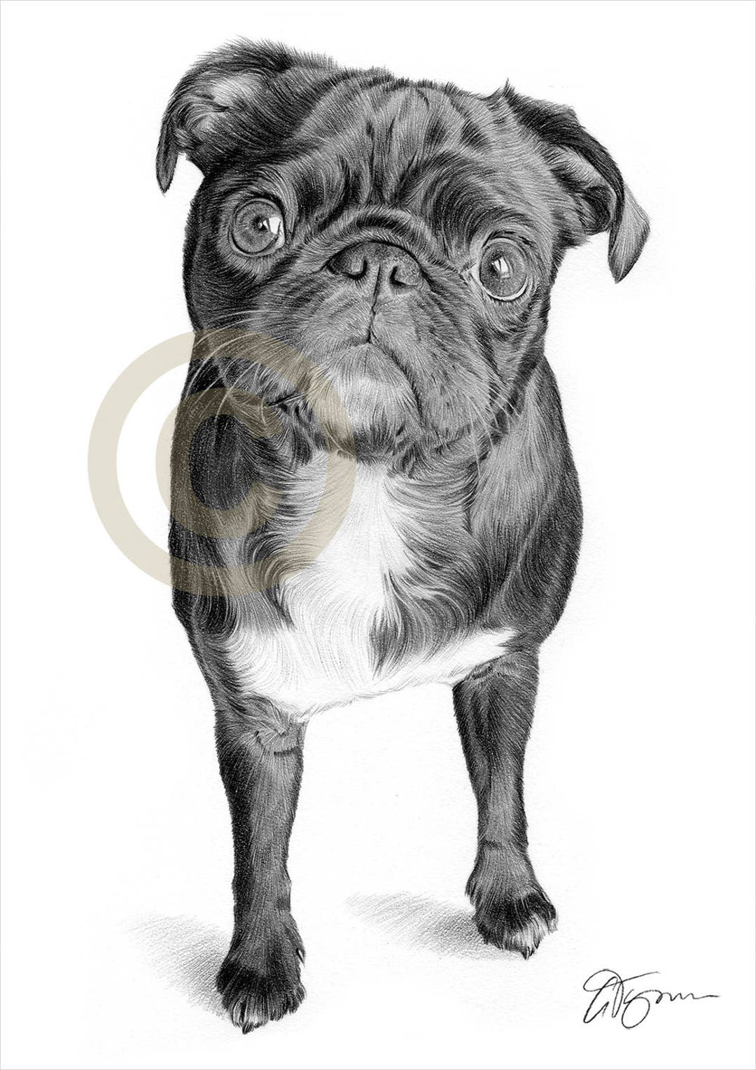 Black Pug Pencil Drawing Print Artwork Signed by Artist Gary Tymon 2 ...