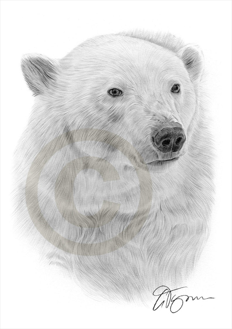 Polar Bear artwork tirage au crayon wildlife art oeuvre - Etsy France