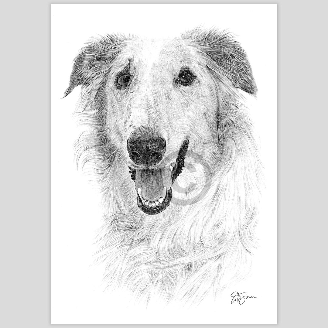 Borzoi Dog Pencil Drawing Print | Artwork Signed by Artist Gary Tymon ...