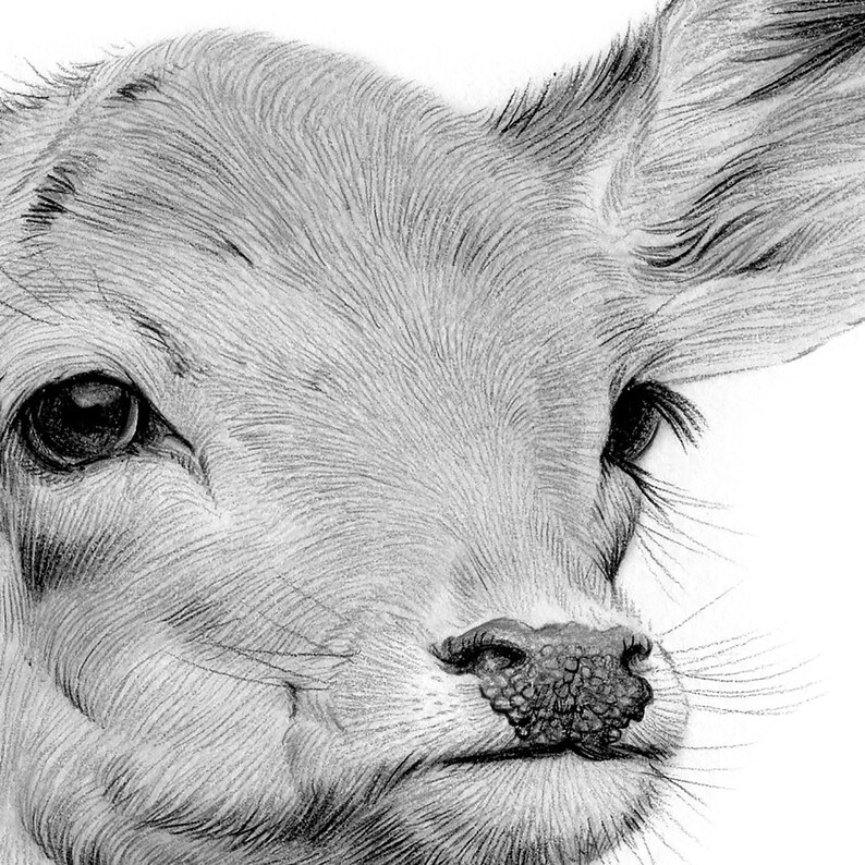 Red Deer Pencil Drawing - Instant Digital Download - Artwork by UK ...