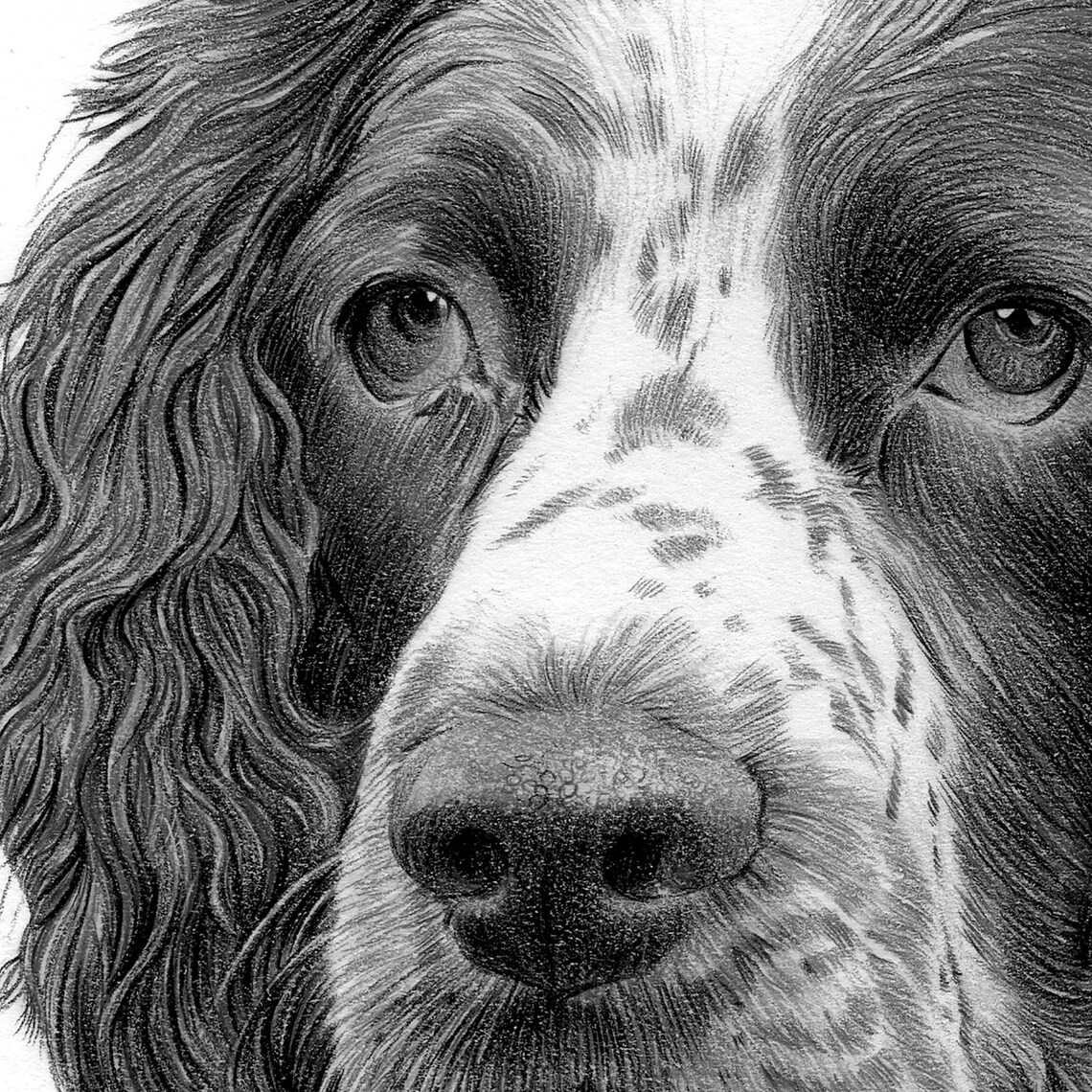 Springer Spaniel Dog - Pencil Drawing Print - Artwork Signed by Artist ...