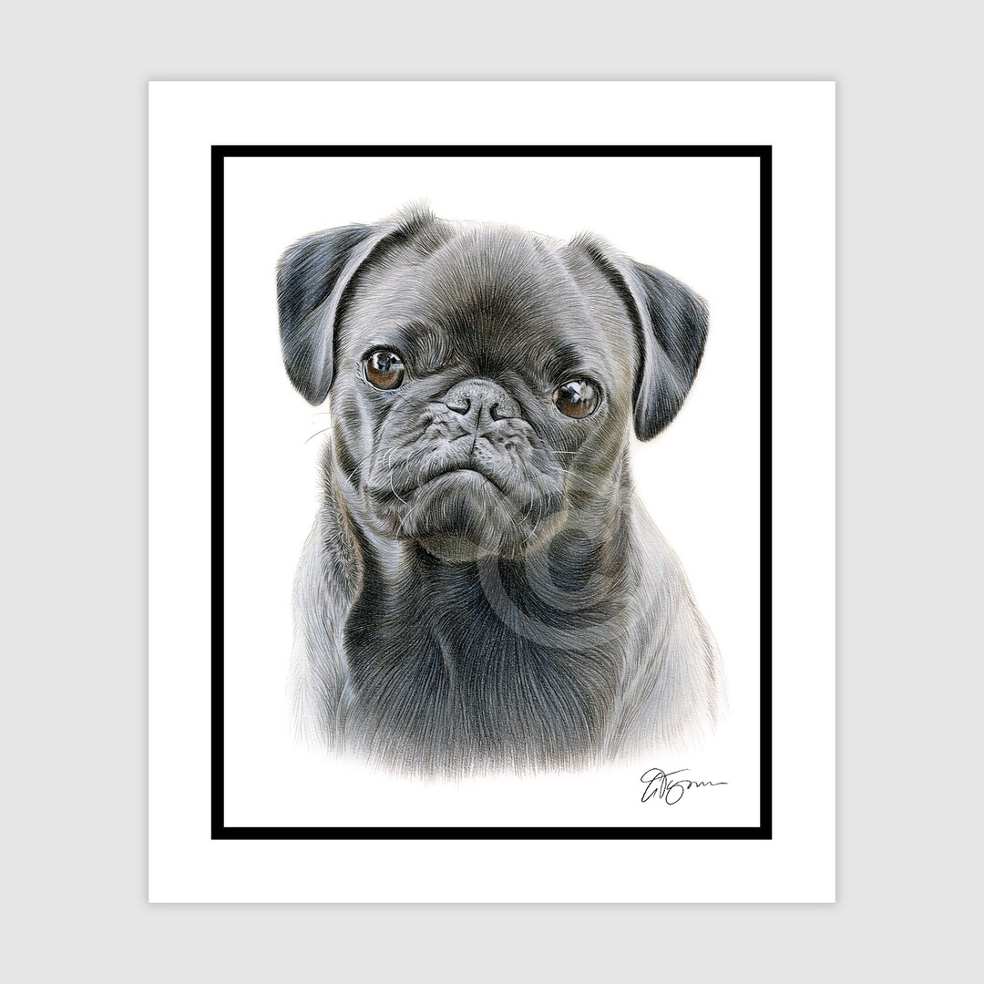 BLACK PUG - Original Colour Pencil Drawing - Portrait Size 10" X 8 ...