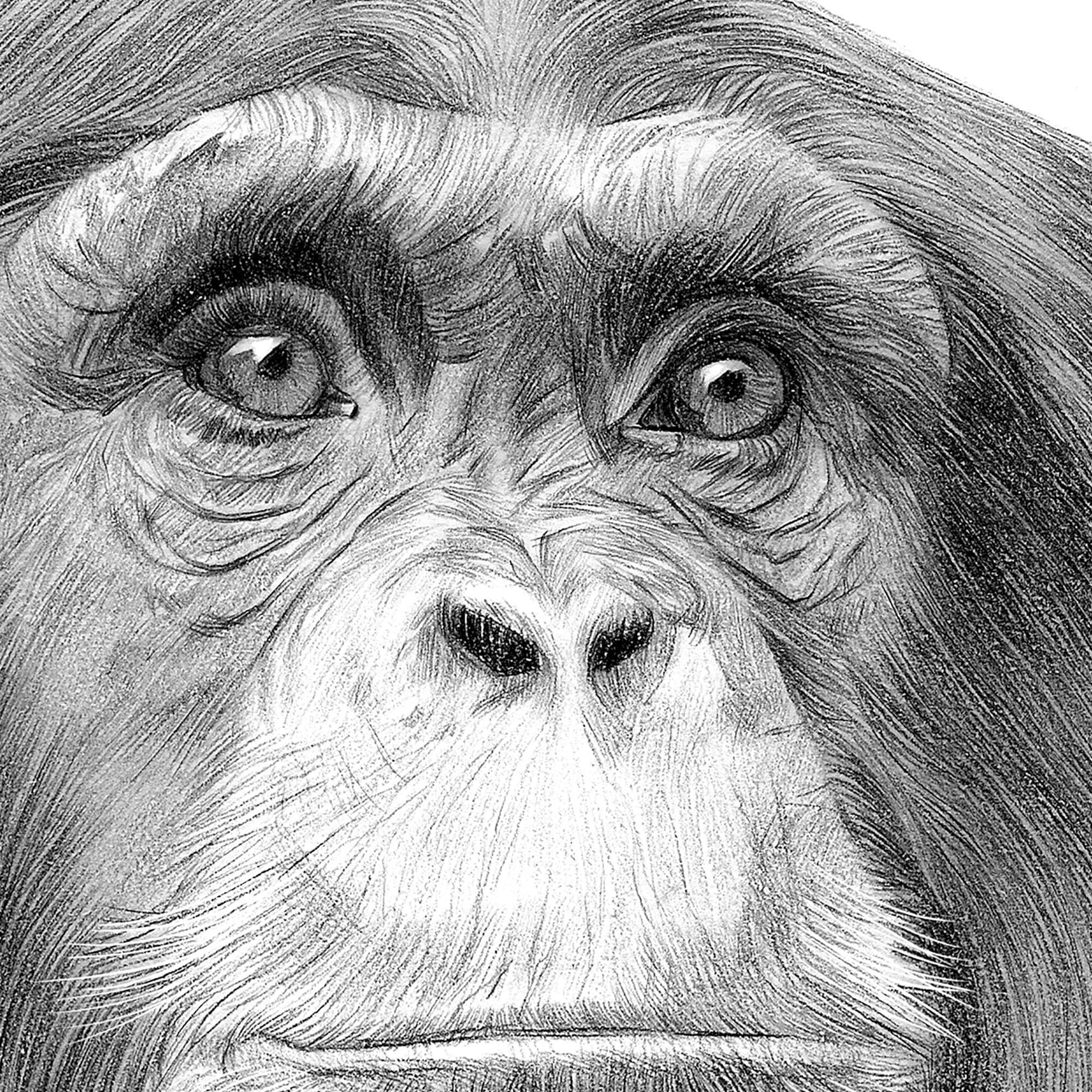 Chimpanzee Drawing Easy