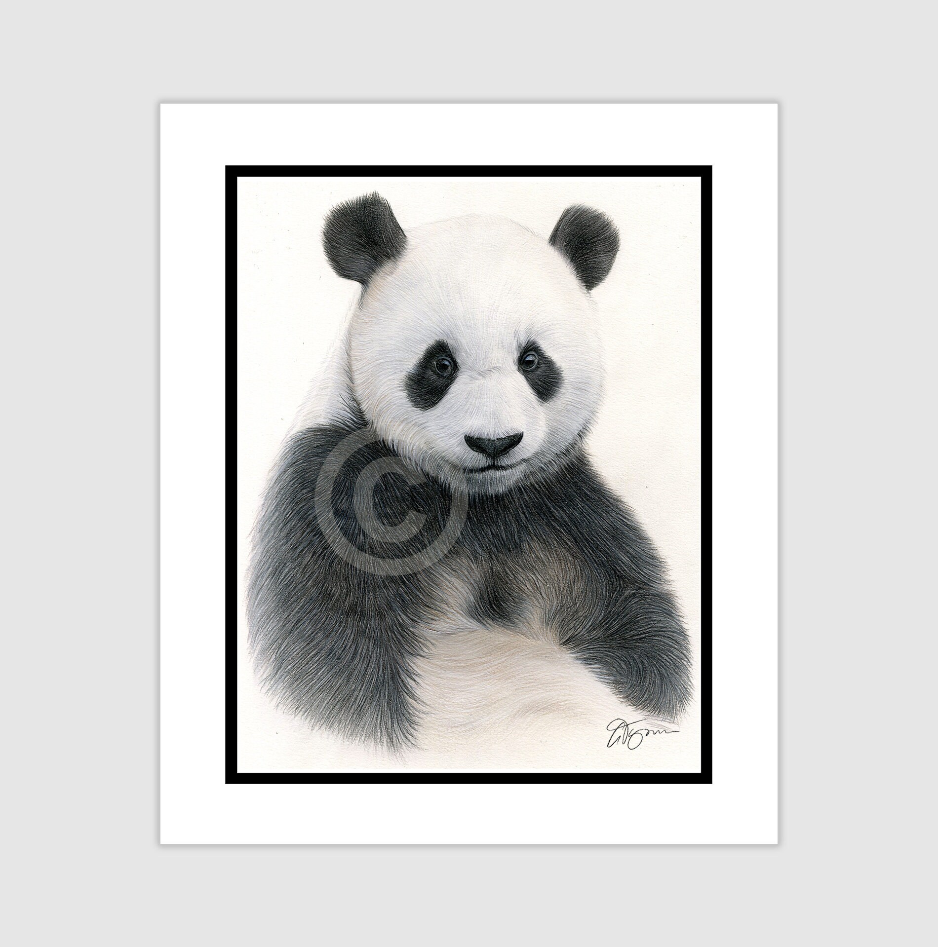 GIANT PANDA Original Color Pencil Drawing Portrait size | Etsy