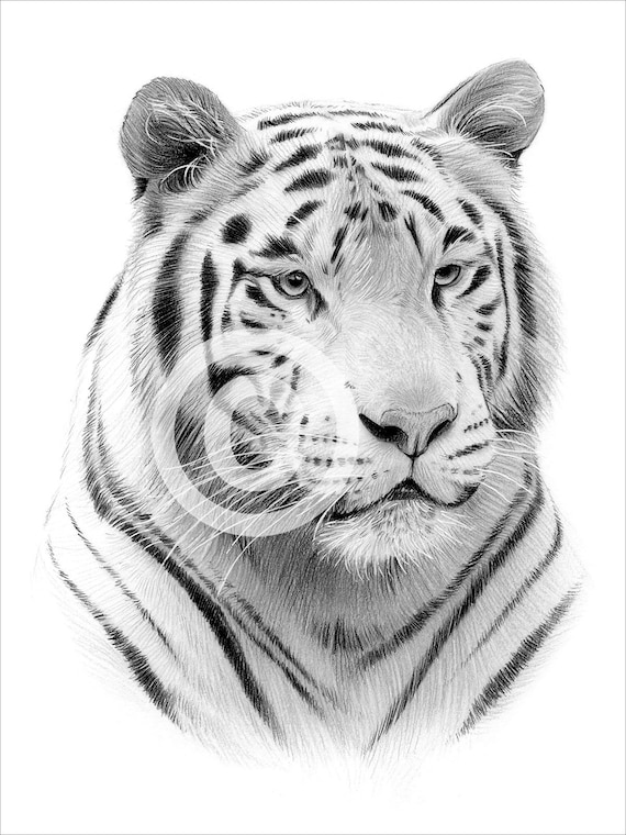 White Tiger Pencil Drawing