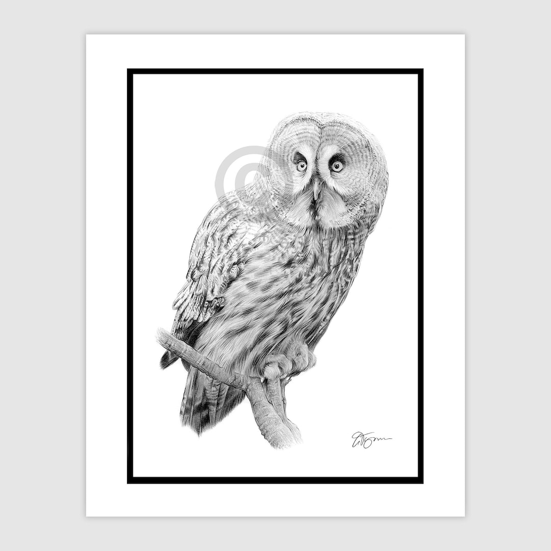 GREAT GREY OWL Original Pencil Drawing | Portrait Size 11.75" X 8.25 ...