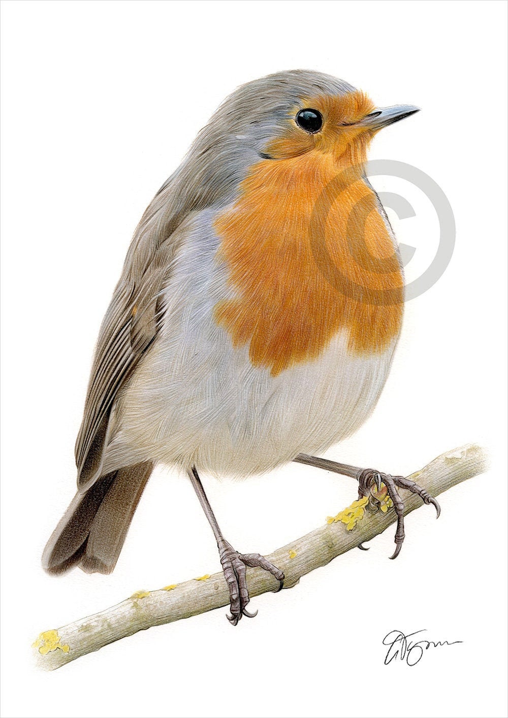 Robin Redbreast Color Pencil Drawing Print Bird Art - Etsy