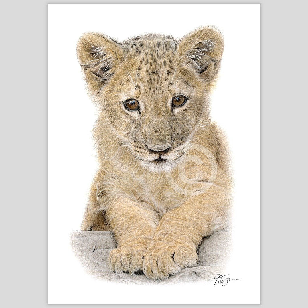 LION CUB Portrait - Color Pencil Drawing Print - Big Cat Art - Artwork ...