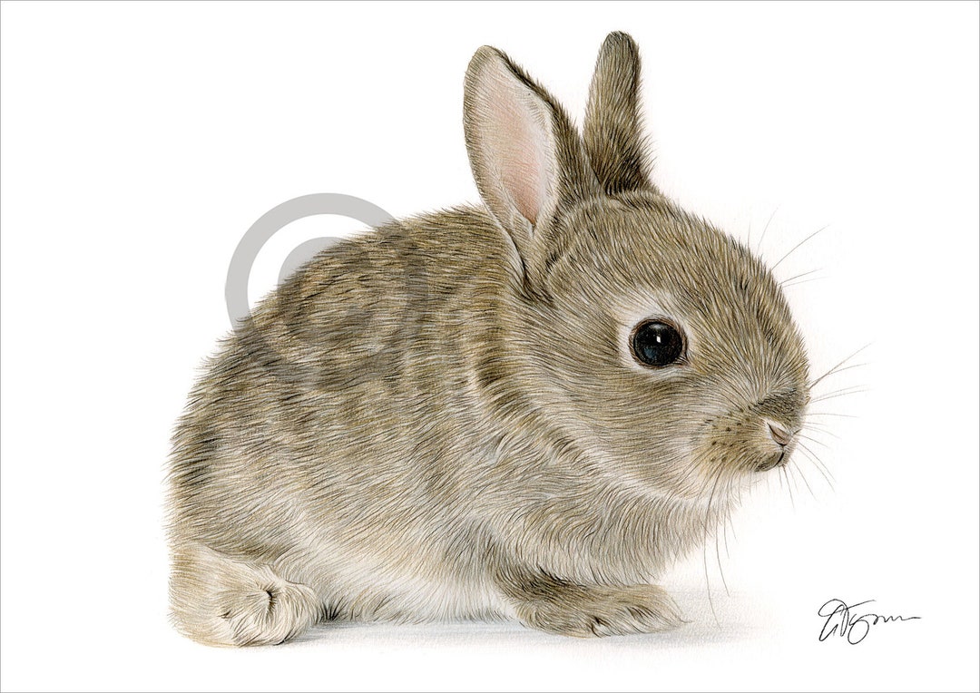 Young Rabbit Color Pencil Drawing Print Animal Art Artwork Signed by UK ...