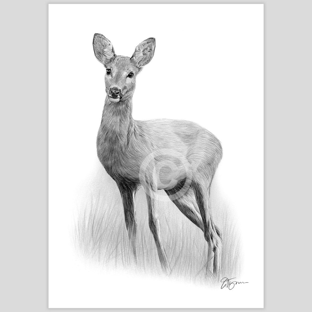Roe Deer Artwork Signed by Artist Gary Tymon | Pencil Drawing Print | 2 ...
