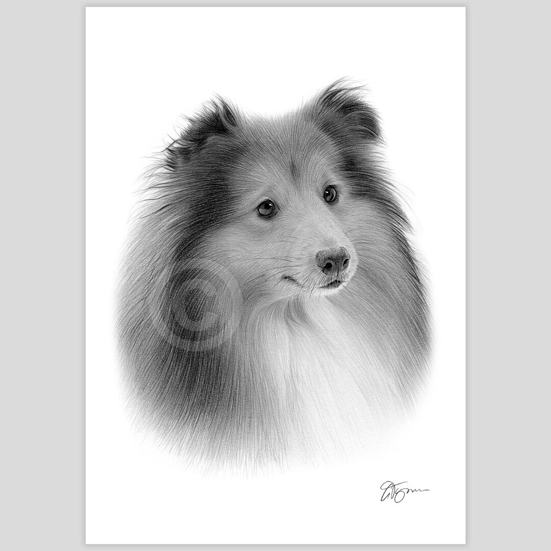 Sheltie Dog Pencil Drawing Giclee Print: Artwork Signed by Artist - 2 ...